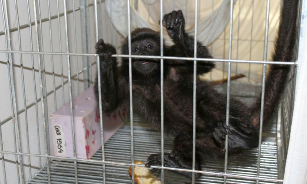 Filhote de macaco Bugio-preto é entregue ao Naturatins - Notícias ... Filhote de macaco Bugio-preto é entregue ao Naturatins - Notícias ...